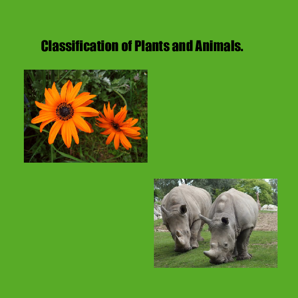 Classification of plants and animals - P | Book 451021