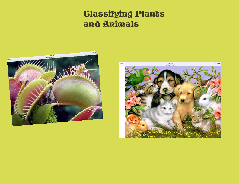 Classifying plants and Animals - Plants | Book 450985
