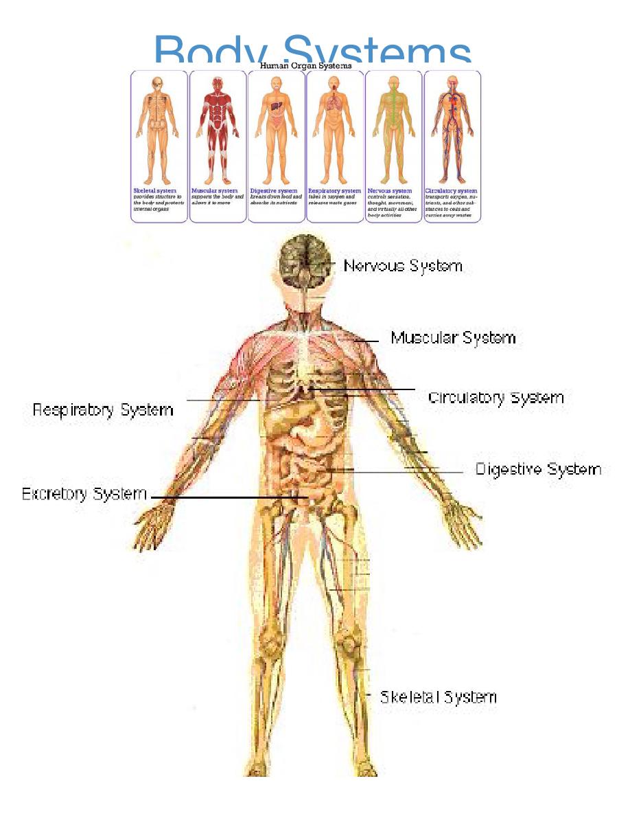 7th Grade Body System | Book 703971
